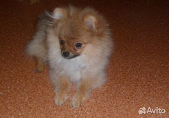 Настоящий друг