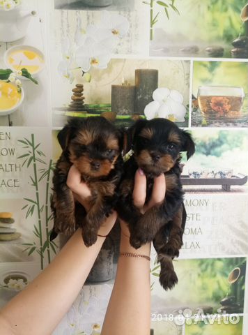 Щенки-милашки