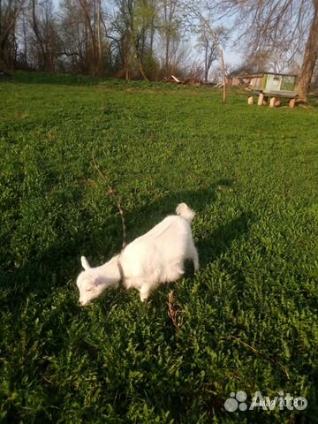 Продажа козочки