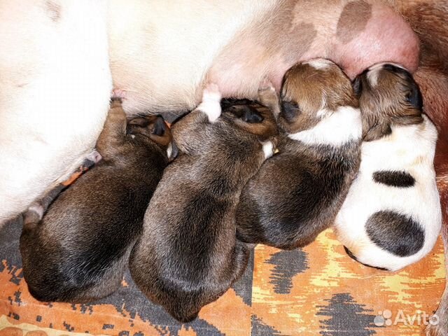 Детки для предварительного резерва