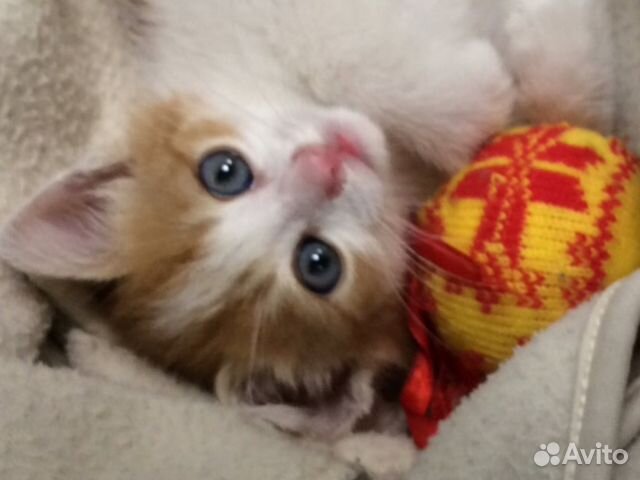 Очаровательный милый котенок ищет семью