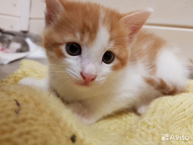 Милые котята в добрые руки