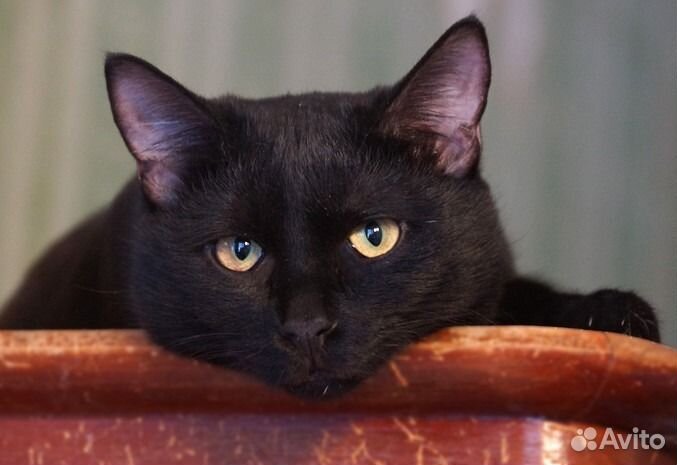 Артем - " А я вот думаю."