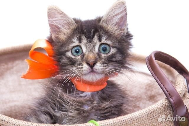 Милая полосатая кокеточка