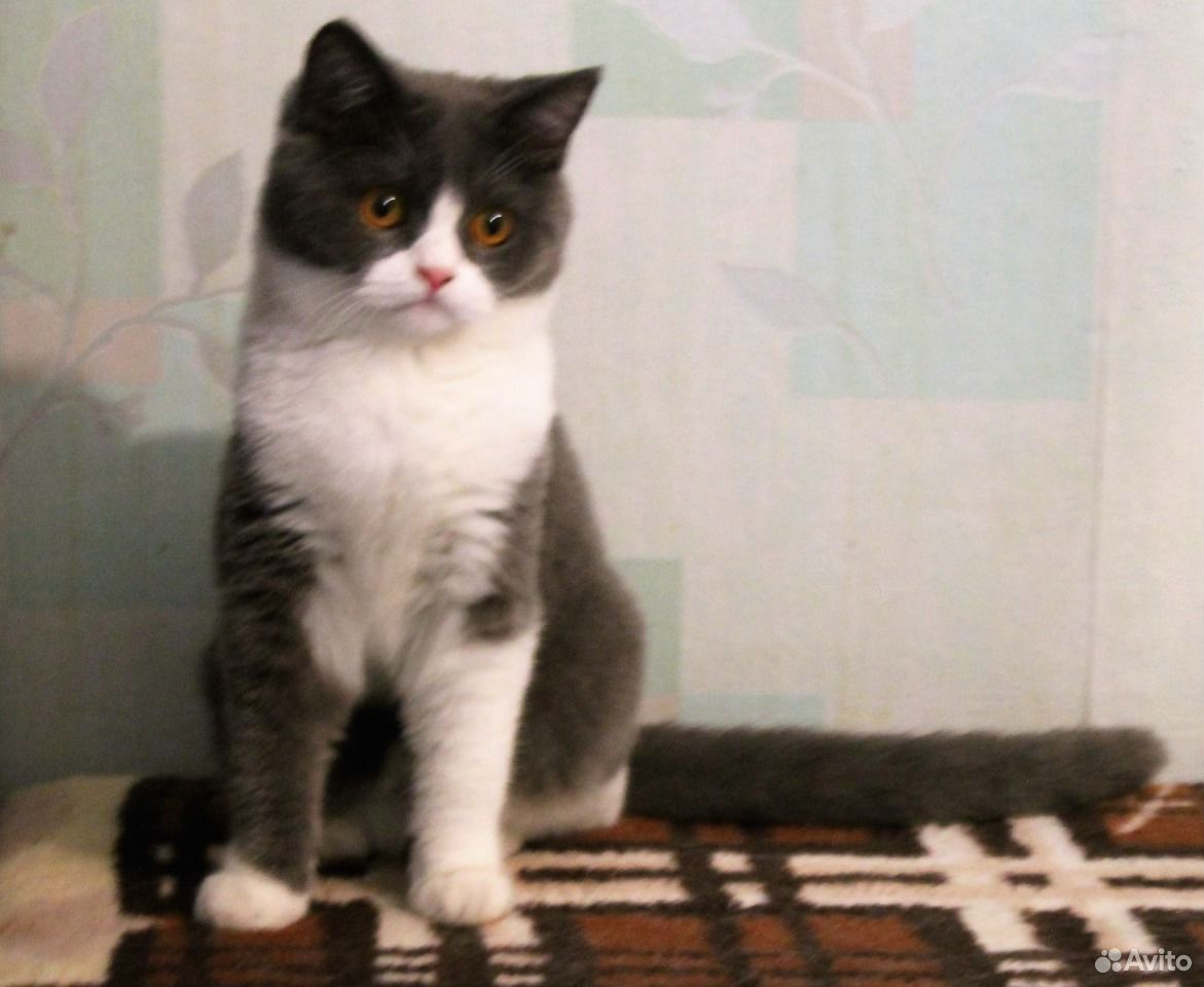 Клубн. подрощен. кот скоттиш страйт