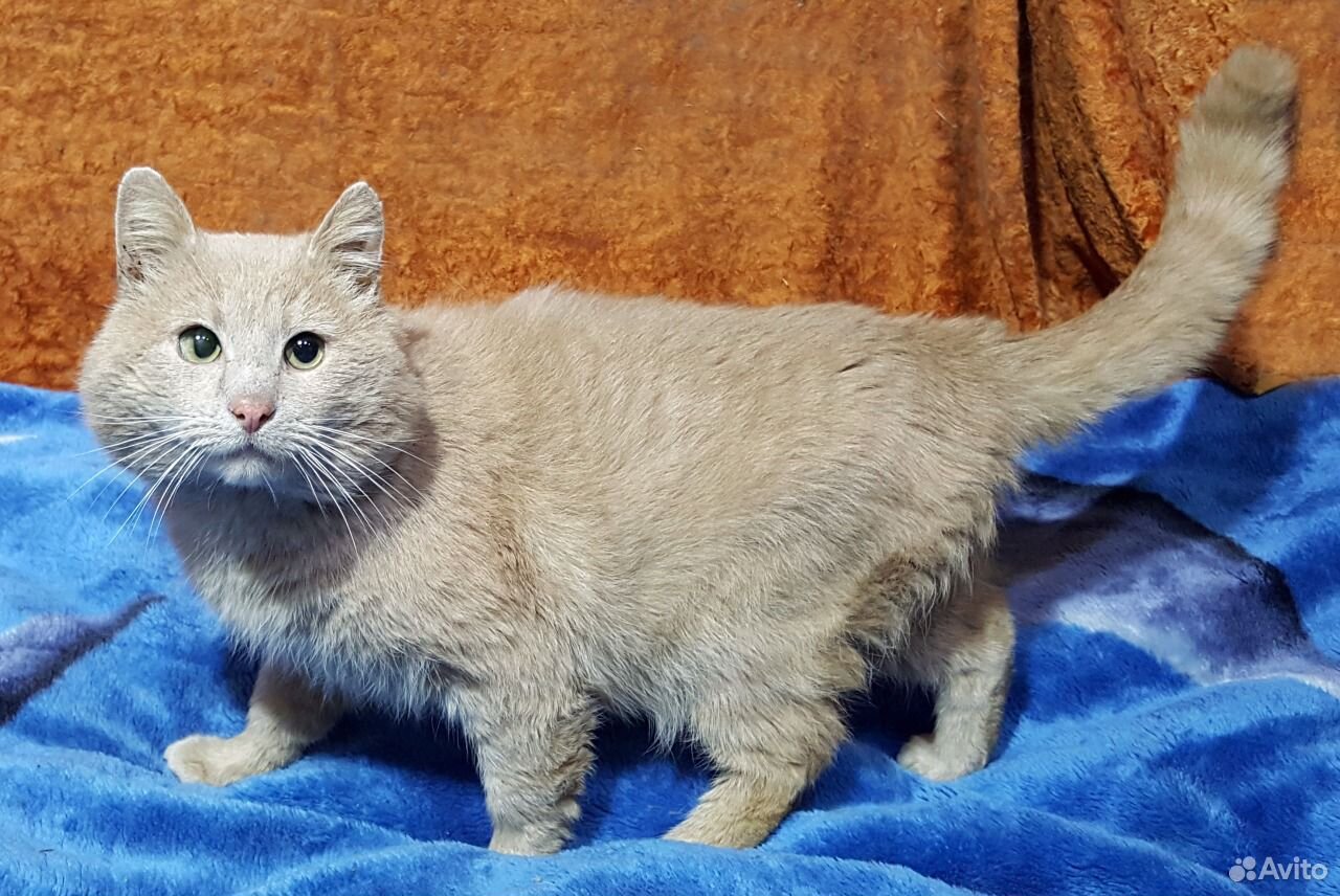 Большой рыжий кот с щечками ищет дом