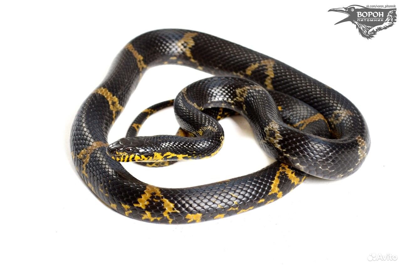 Амурский полоз взрослый