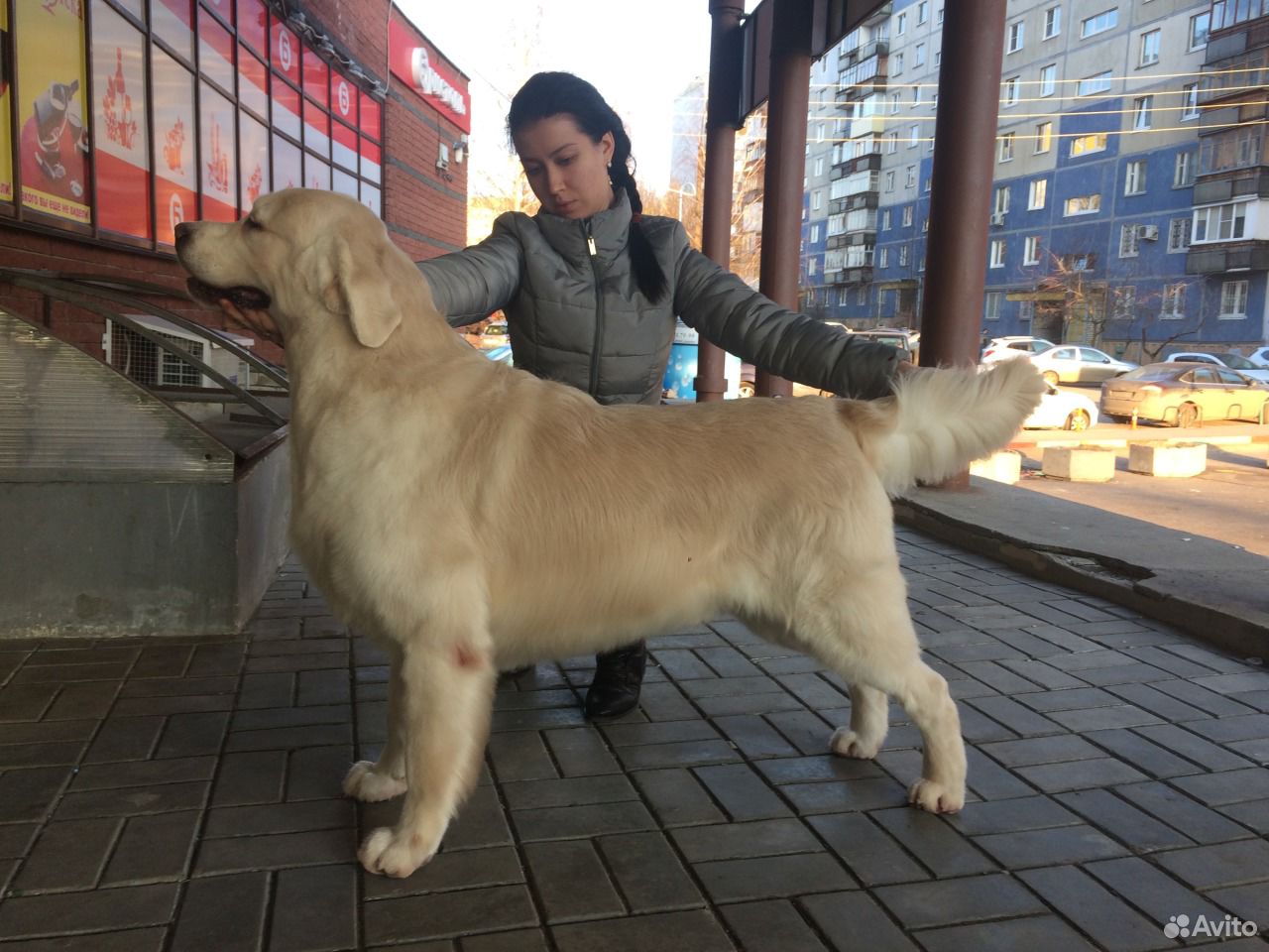 Кобель для вязки голден ретривер