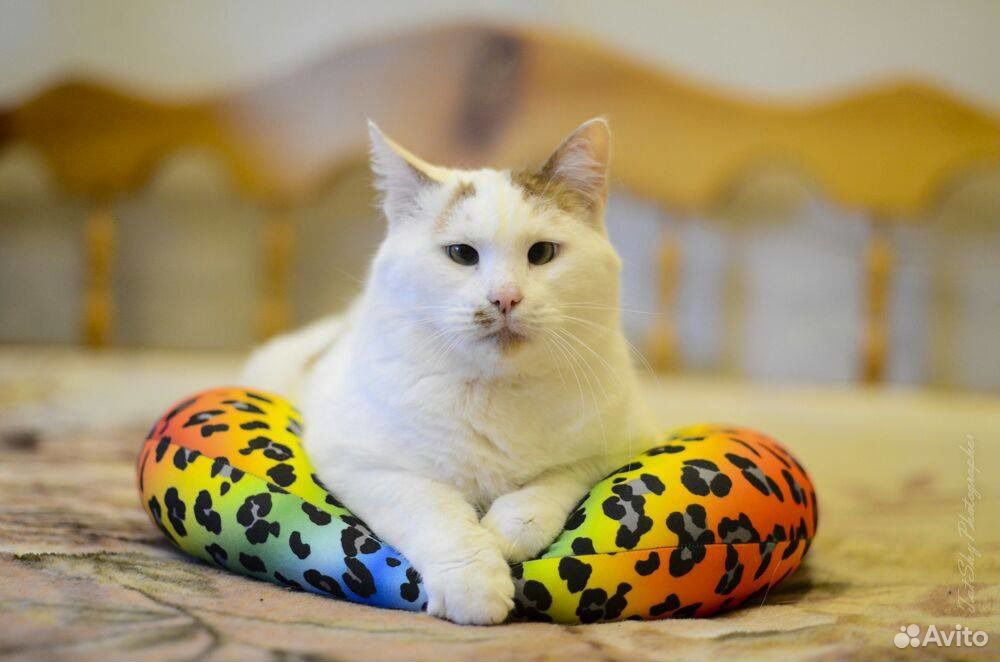 В дар, котик 3 года, кастрирован