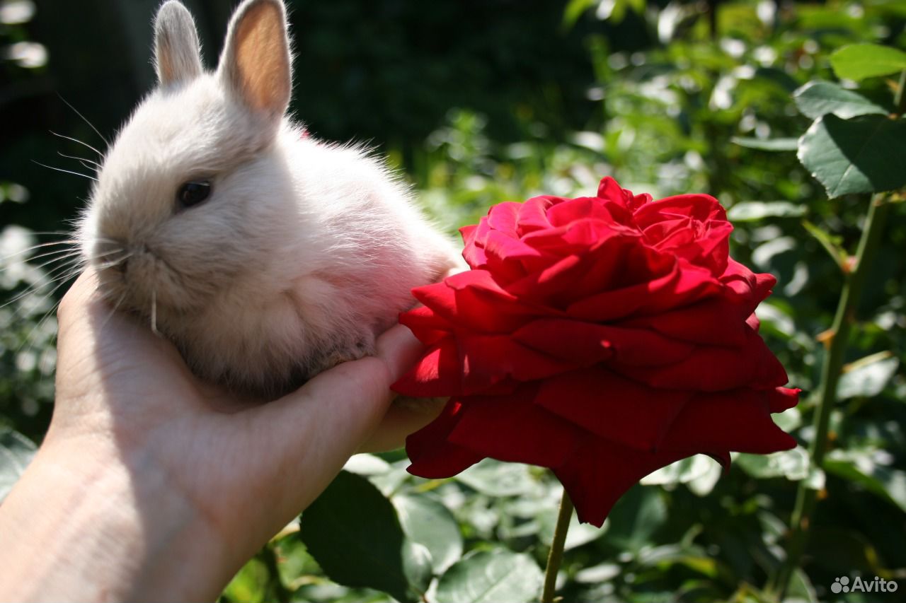 Питомник карликовых кроликов. ювао.привиты