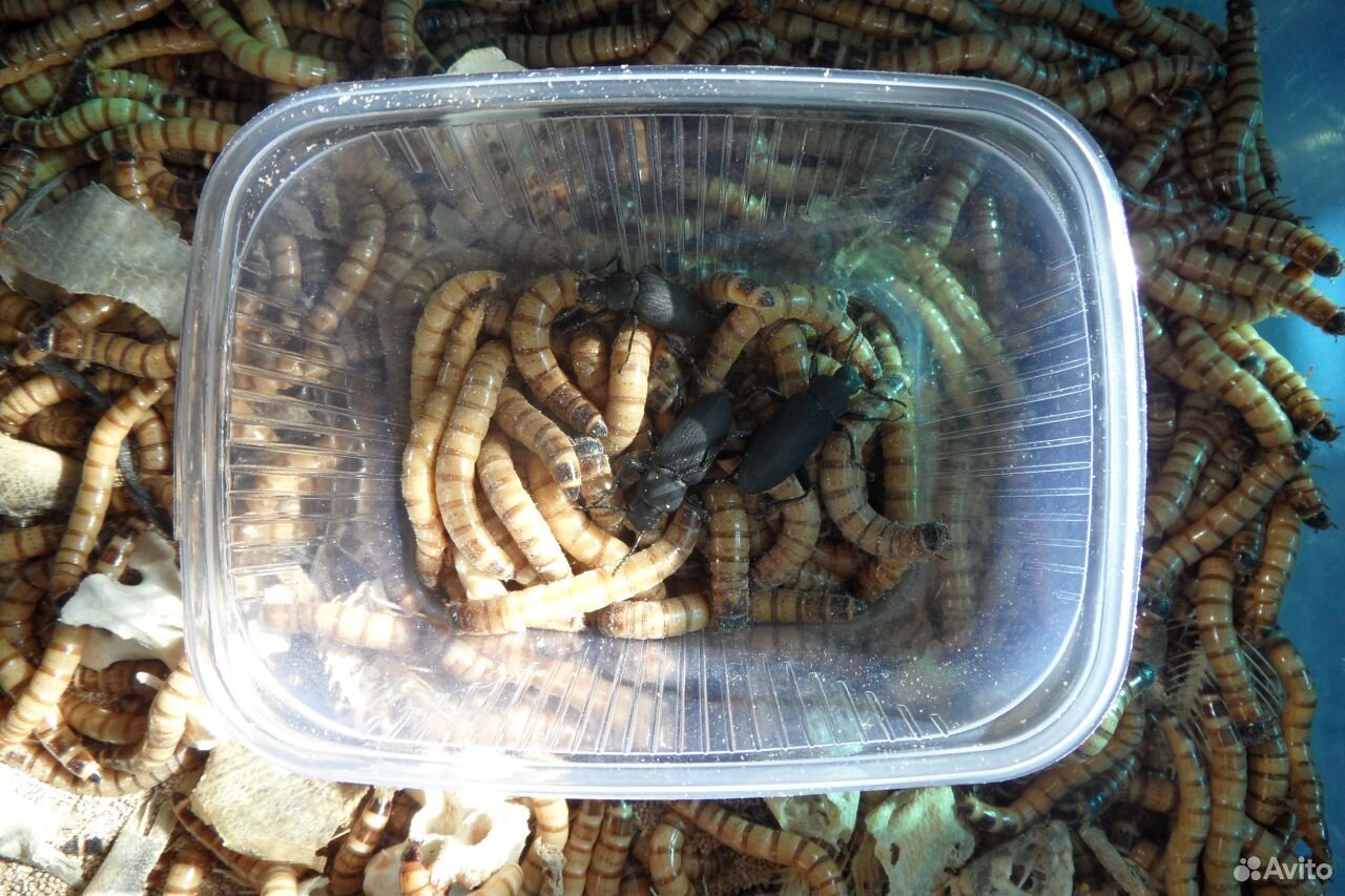 Сверчки,зофобас, туркменские и мраморные тараканы