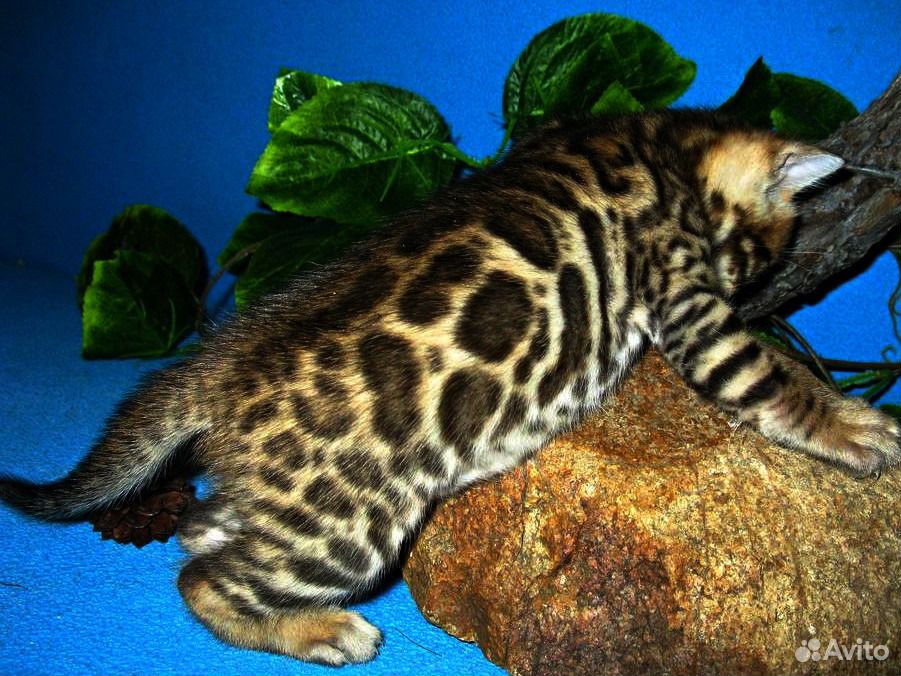 Питомник предлагает бенгальских котят