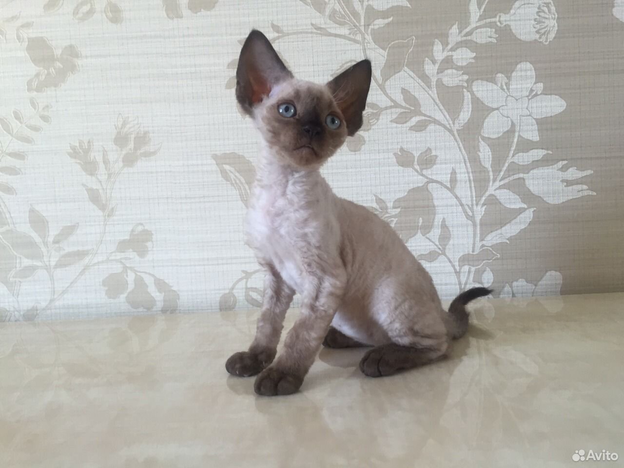 Девон рекс Кошечка Патриссия