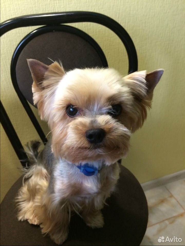 Вязка Йоркширский терьер