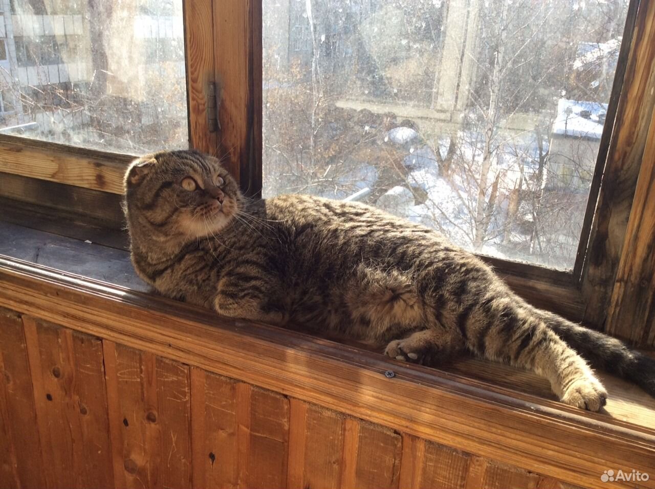 Вязка. Шотландский вислоухий кот