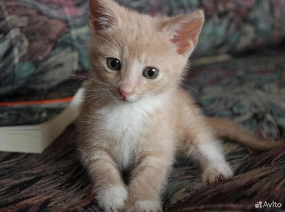 Роскошная, розовая Шкода - плюшевый котенок