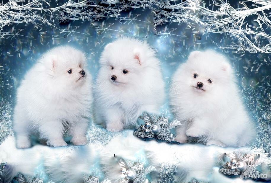 Шпицы. Белоснежные померанцы
