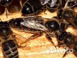 Пчеломатки и пчелосемьи среднерусские