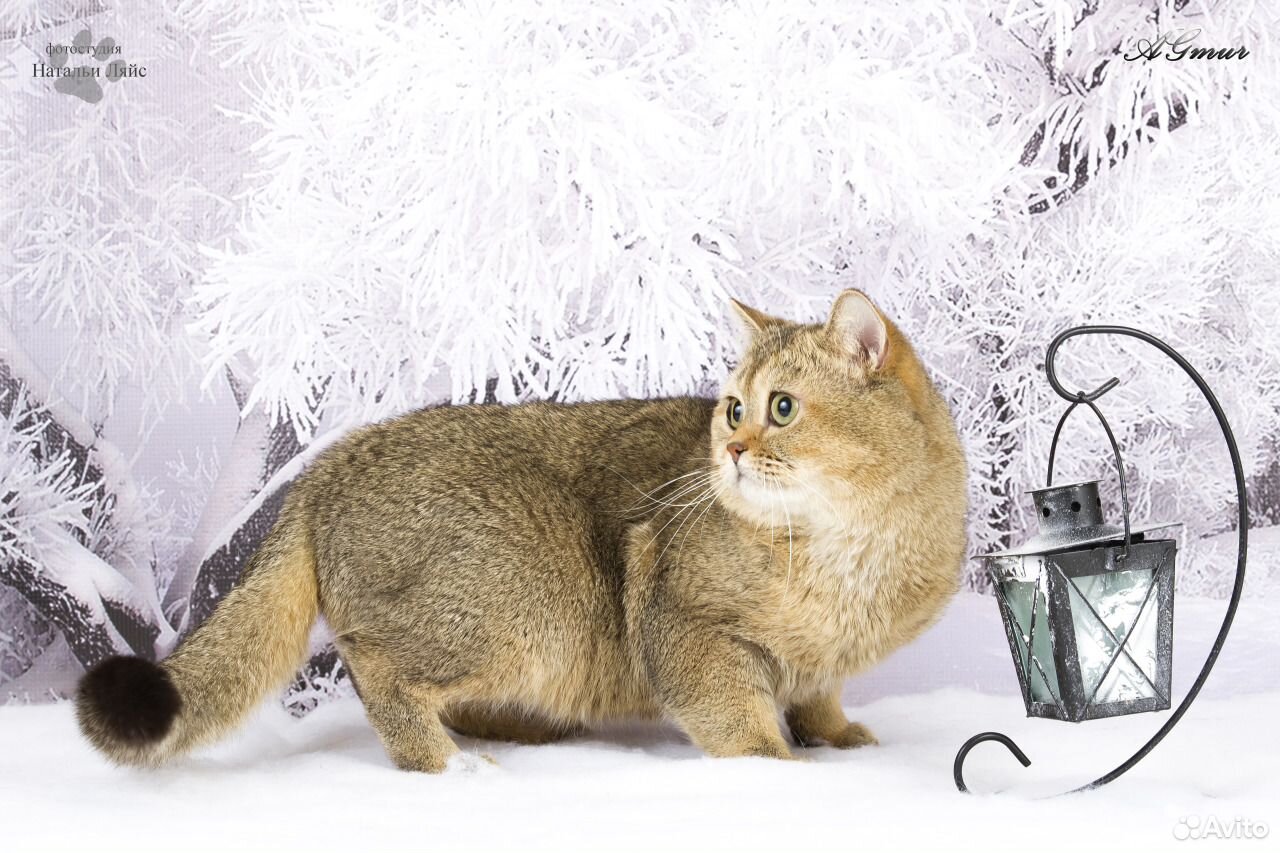 Вязка с шикарным британцем