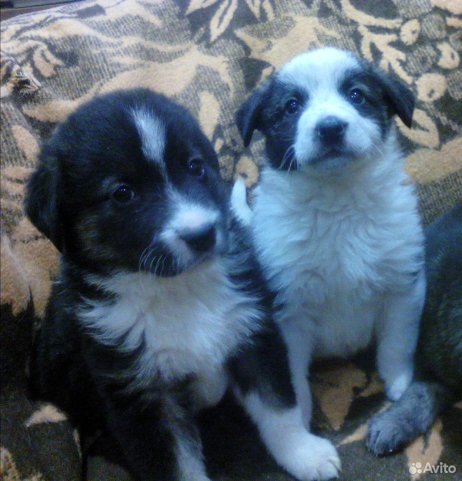 Кнопочки в дар