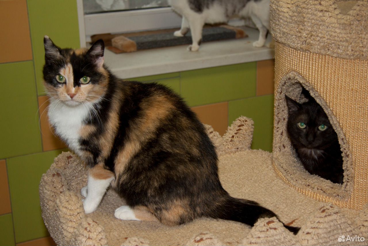 Невероятной красоты трёхцветная кошка Шерри в дар