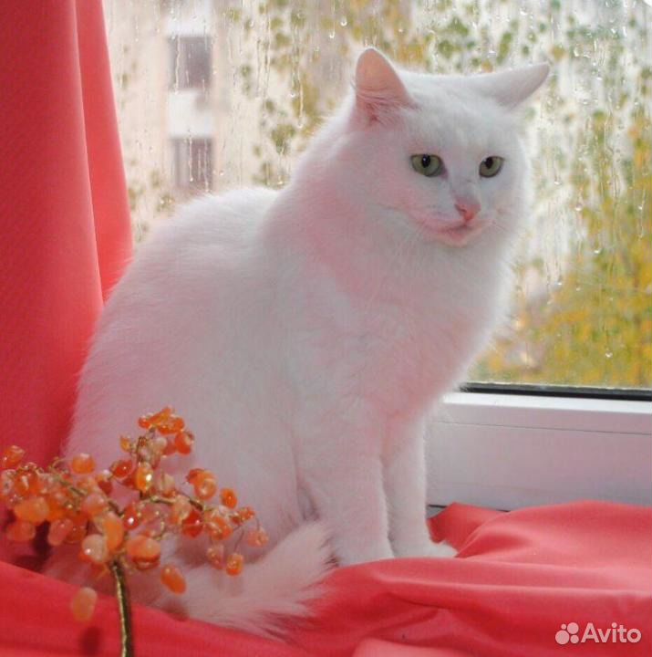 Белоснежная породистая кошка в дар
