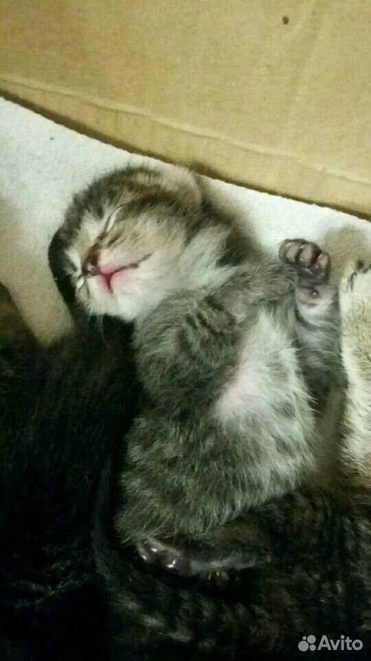 Маленький котеночек
