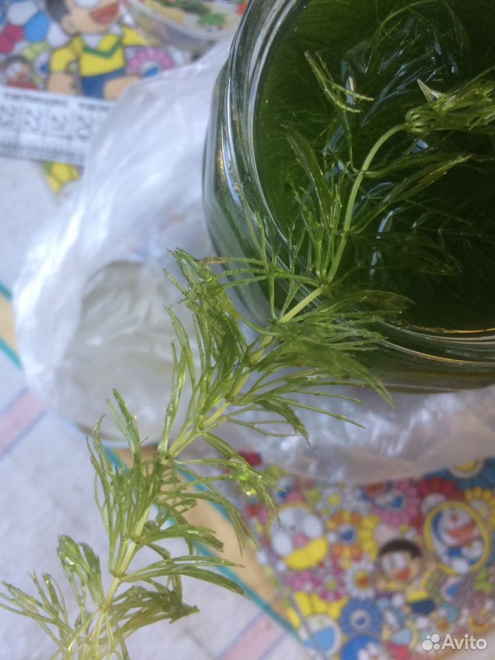 Аквариумные растения