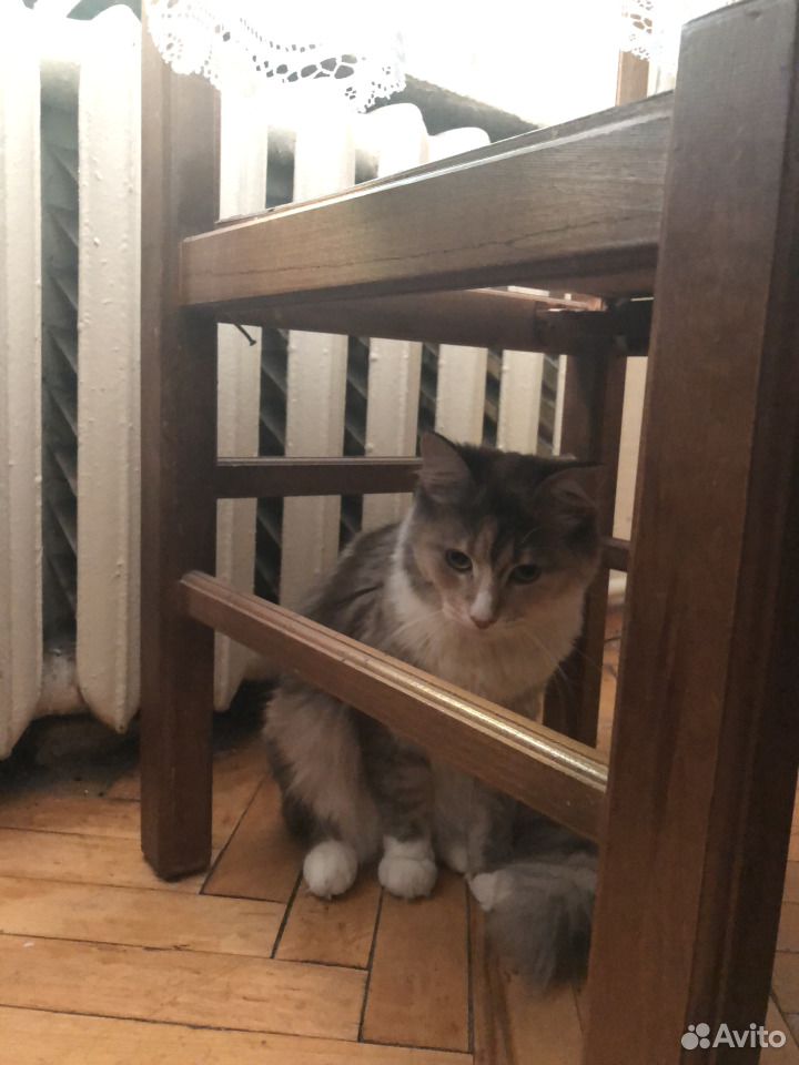 Кошка трехцветная 1 год