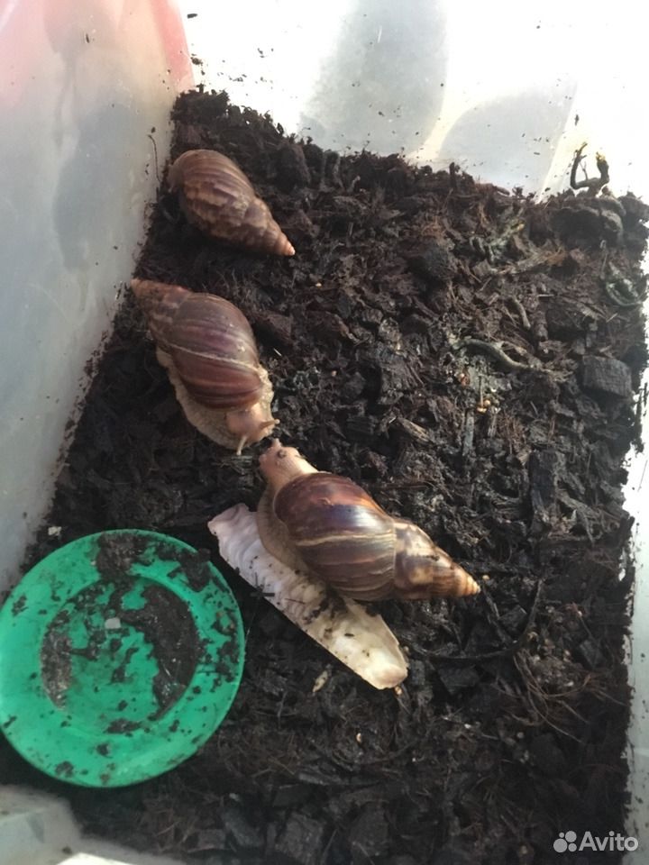 Улитки 3 шт. с контейнером на 17 литров