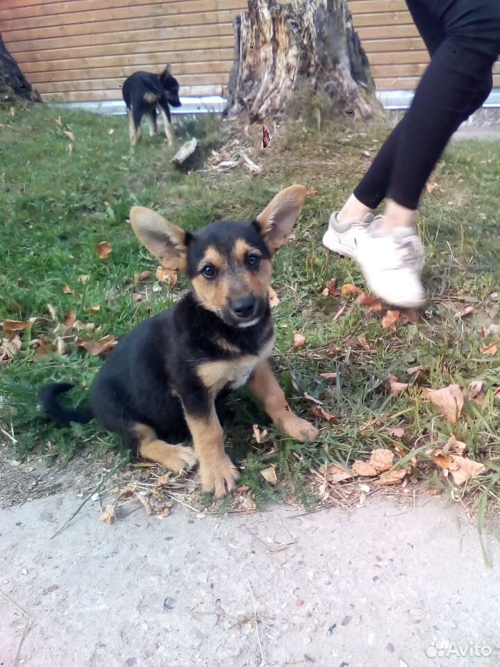 Маленькие ушастики в добрые руки