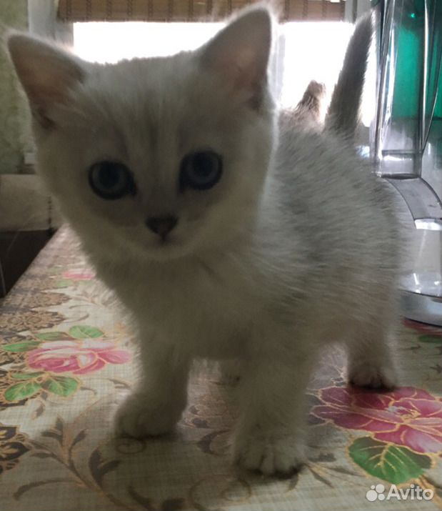 Котята Британцы все девочки 4 штуки