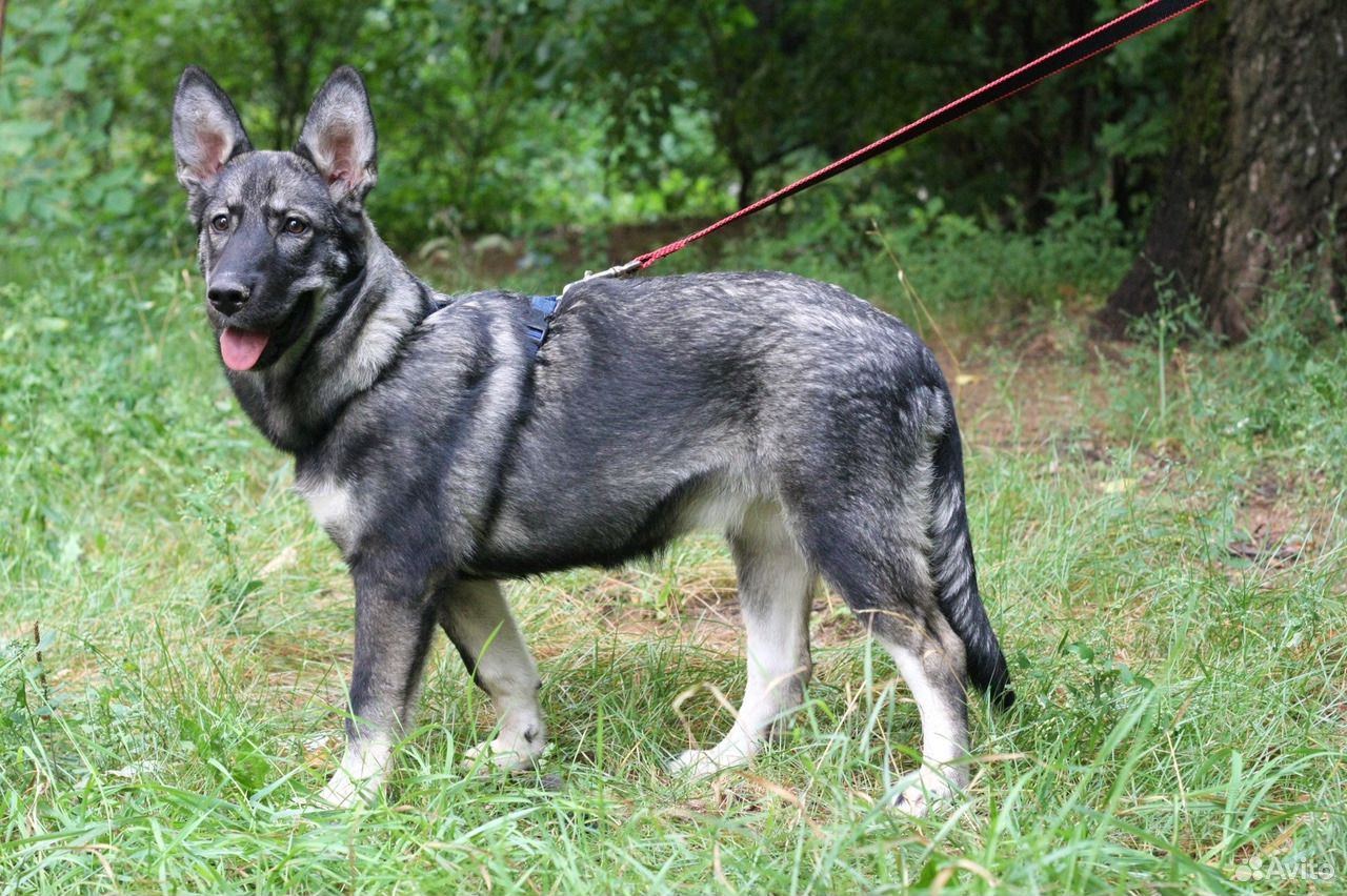 Очень крутой щенок в добрые руки