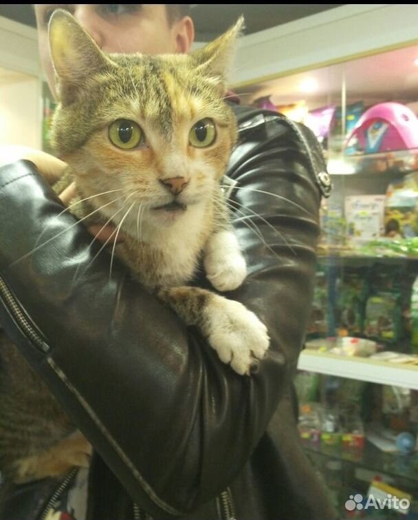 Кошечка Тишка ищет дом