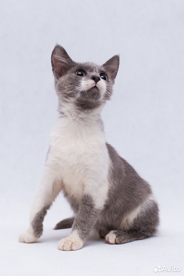 Милый непоседа, очаровательный Туфка в добрые руки