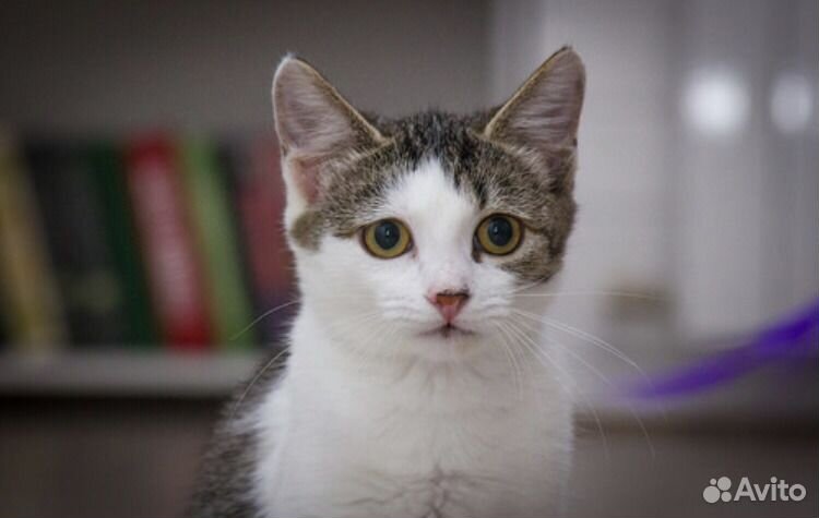 Котенок в дар