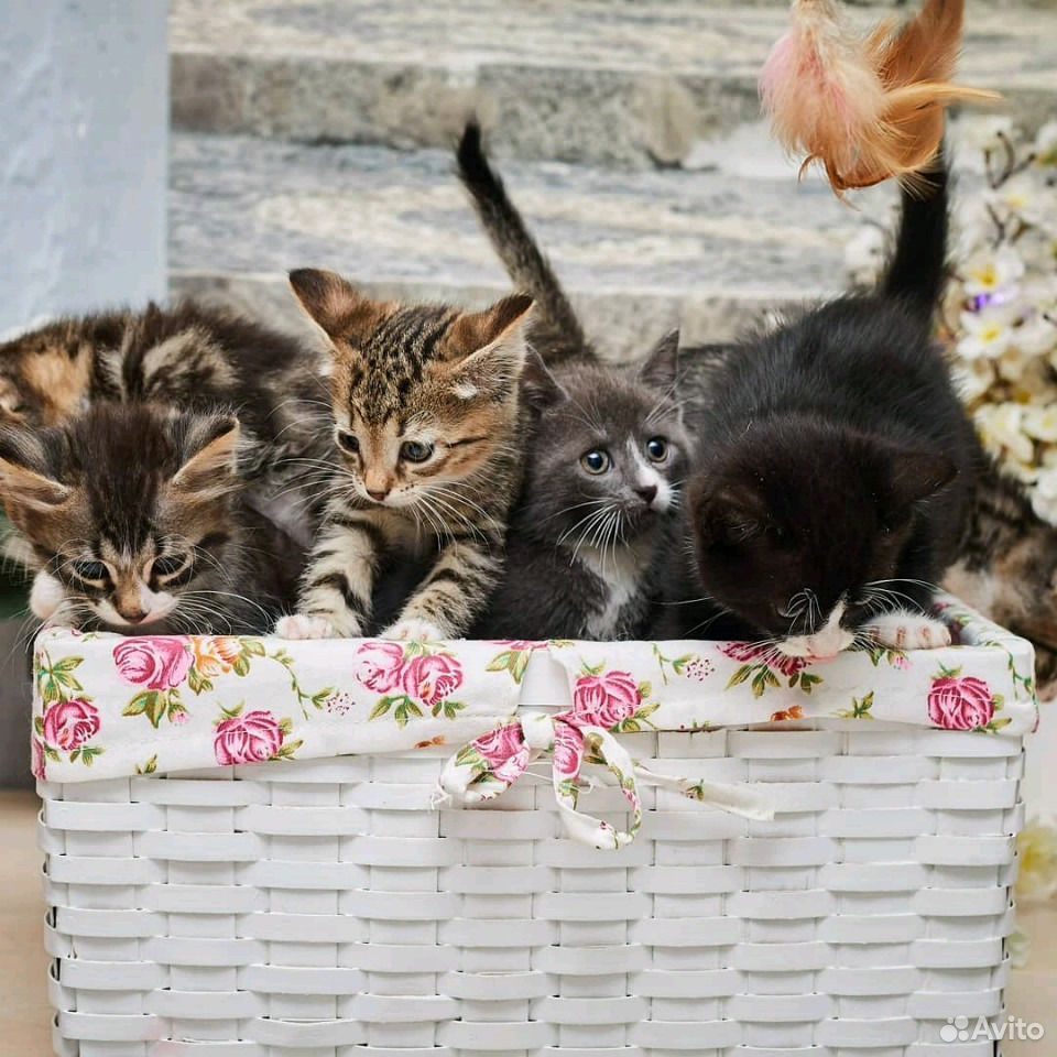 Сладкие малыши ищут дом и добрые руки. Котяткам 1
