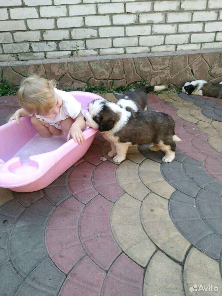Щенки сенбернара
