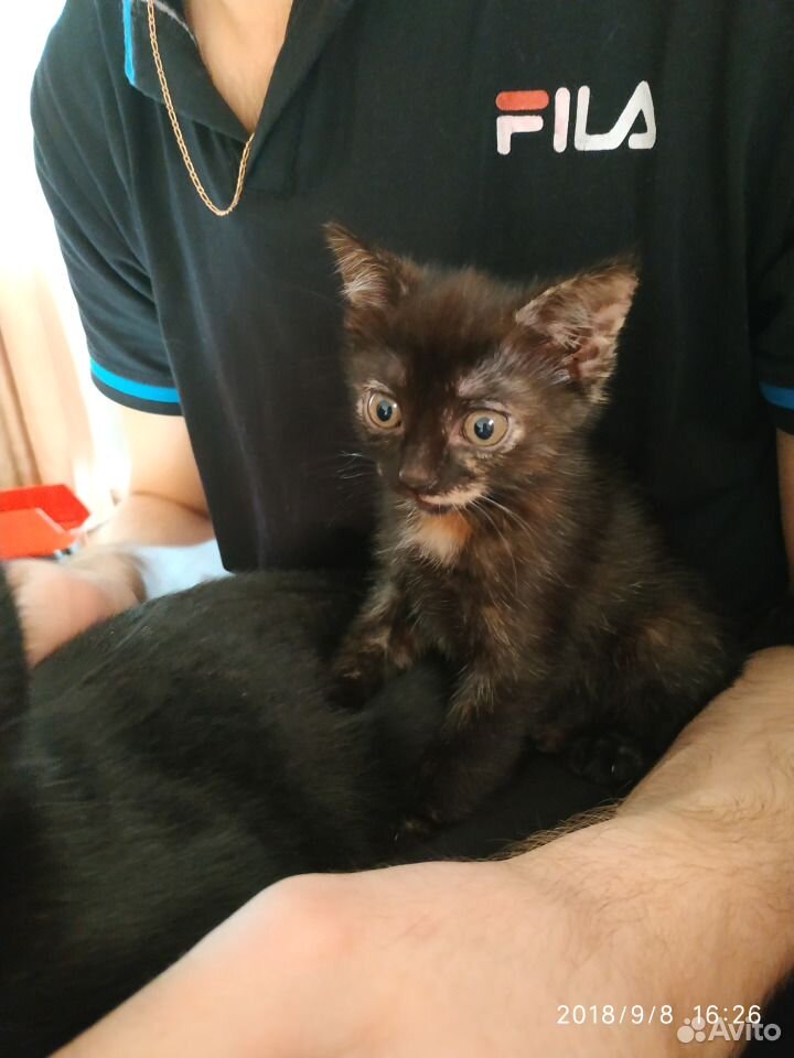 Маленький котёнок нуждается в семье