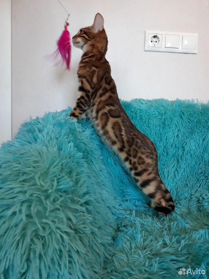 Бенгальская девочка