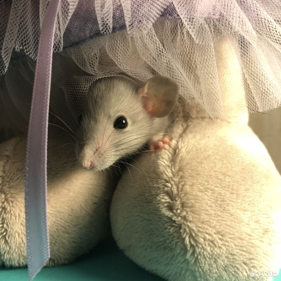 Крысята голубые и капюшоные