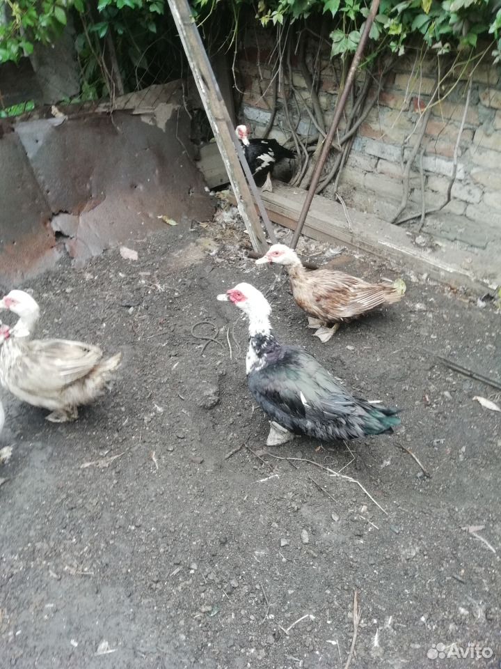 Продажа индоуток