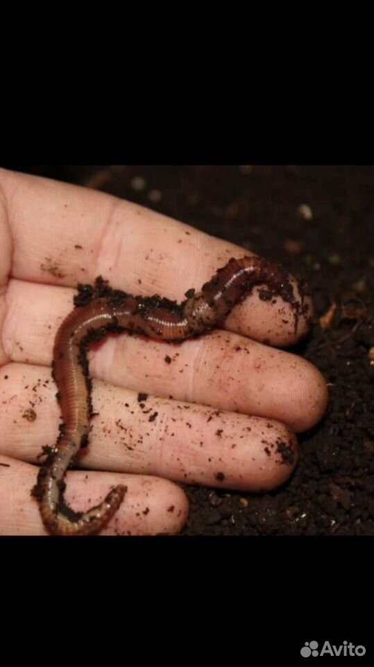 Черви красные для рыбалки
