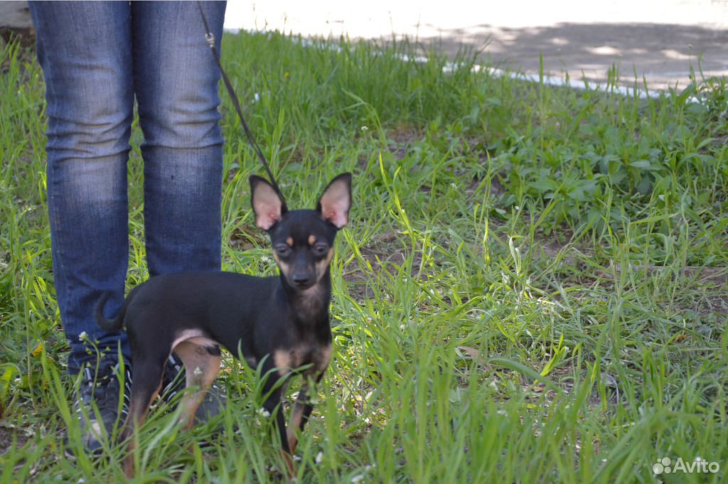 Приглашаю дам на вязки