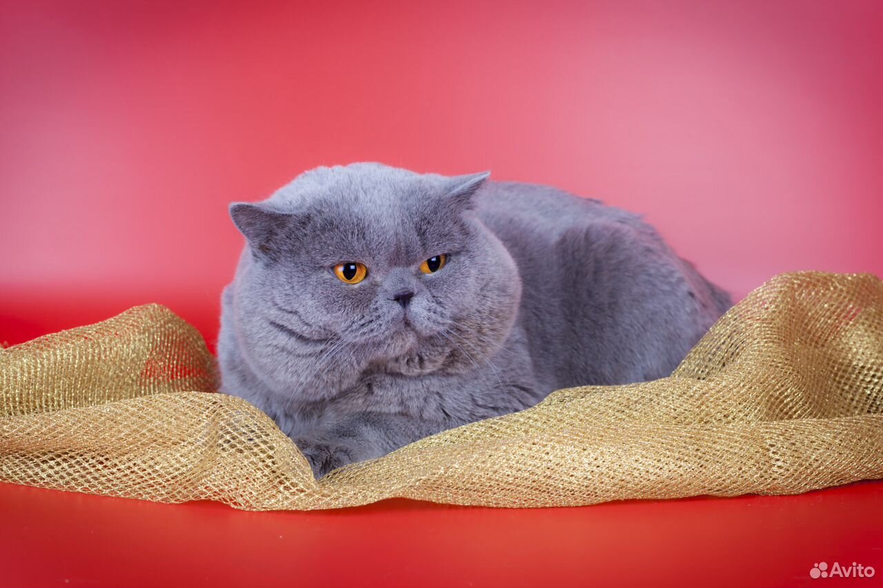 Вязка с Шотландским котом Возможно за котёнка