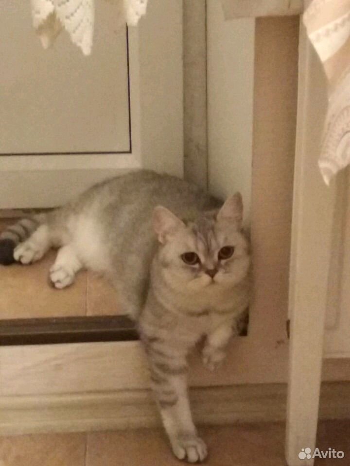 Отдам кошечку - Челси