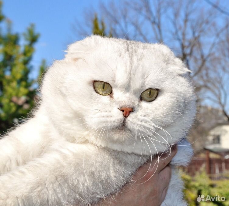 Шотландский вислоухий кот для вязки c кошкой