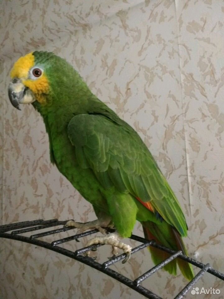 Продам Венесуэльского Амазона