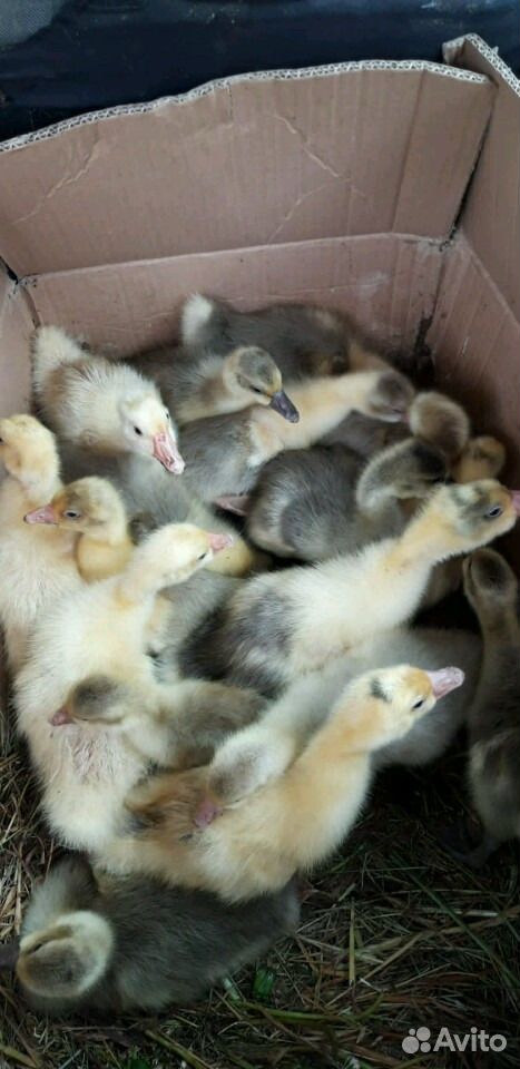 Утята, Гусята (5-10 дневные)