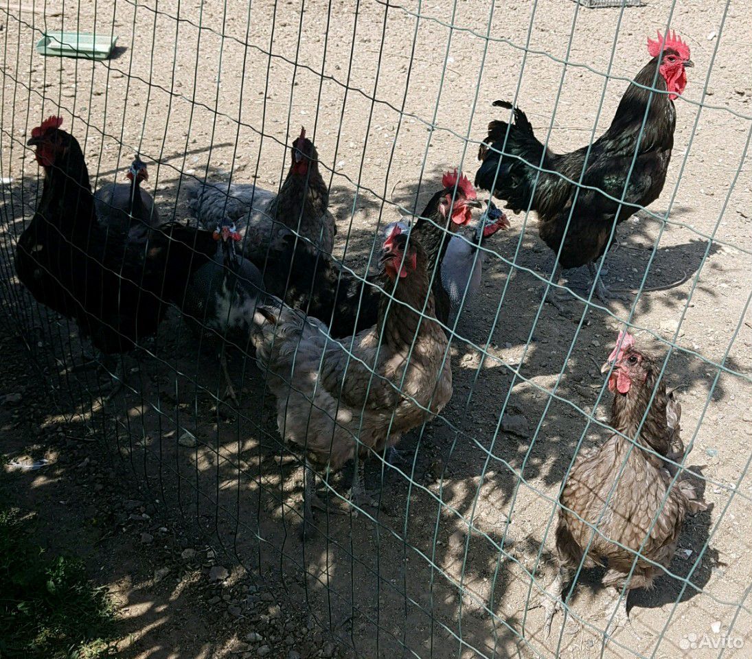 Куры Джерсийский гигант